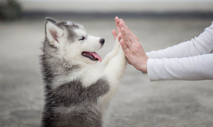 10 preguntas que debes hacerte antes de adquirir una mascota - INTI 10 preguntas que debes hacerte antes de adquirir una mascota - INTI